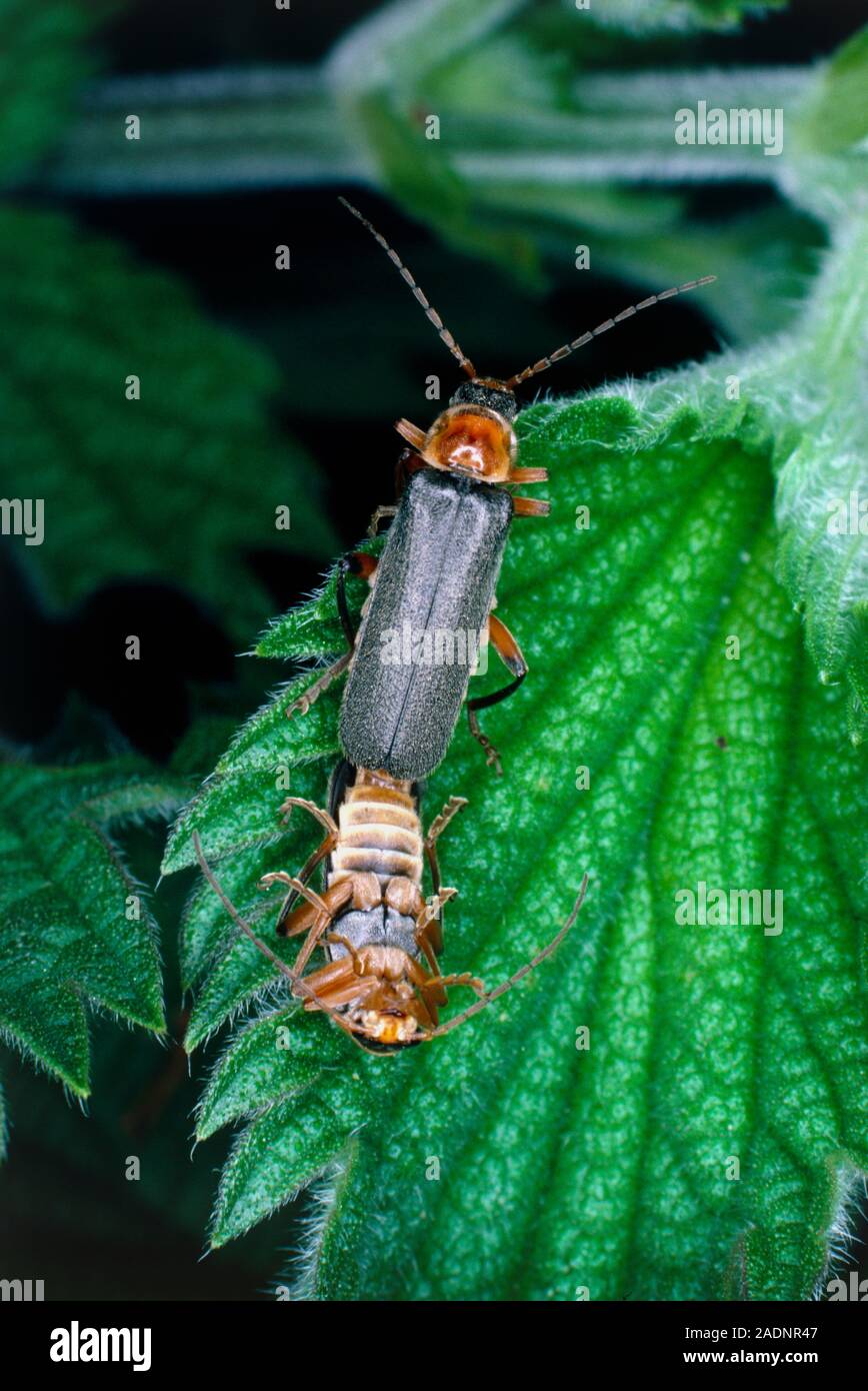 Mating soldier beetles, Cantharis cryptica, seen here on the stinging ...