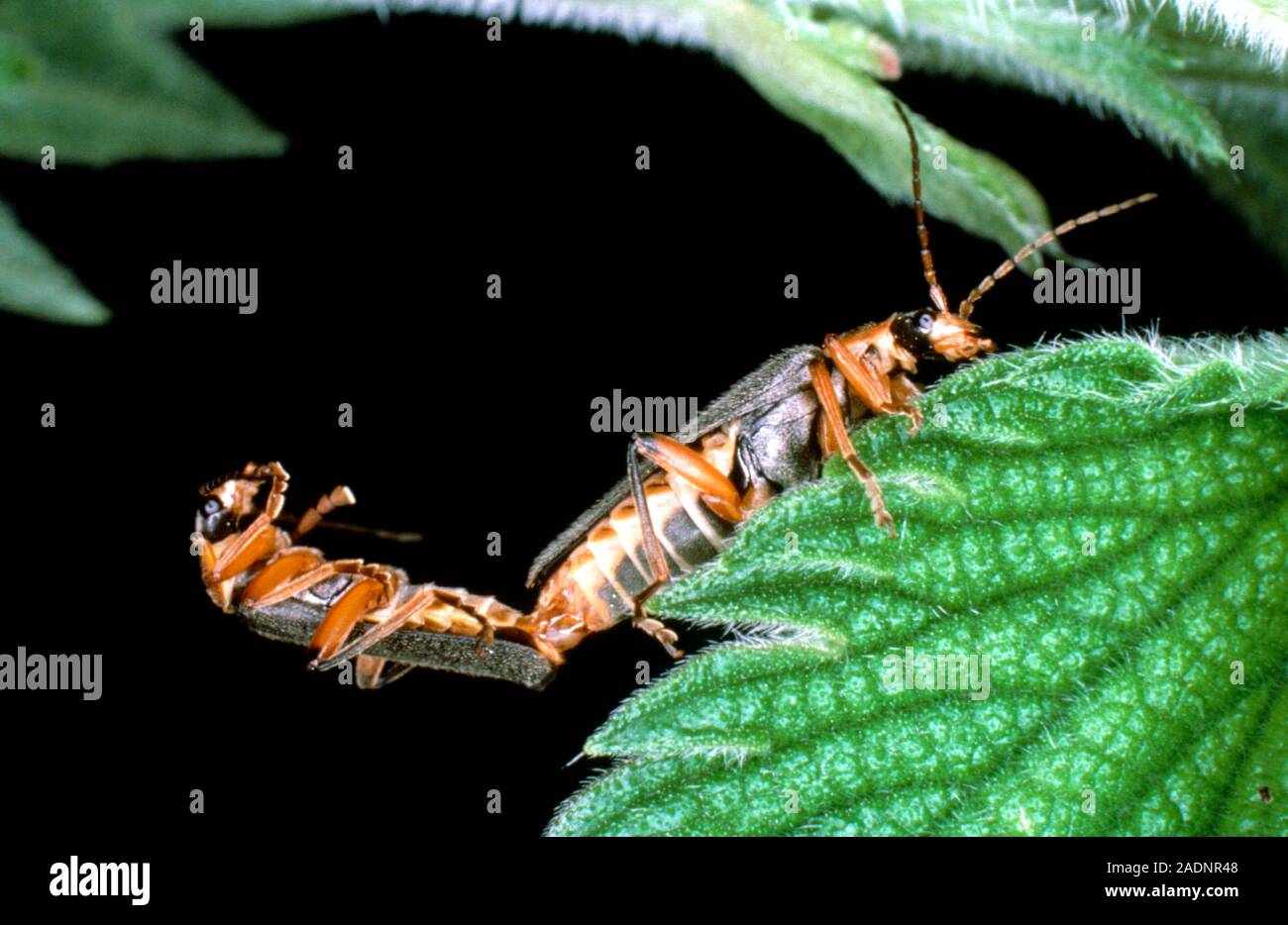 Mating soldier beetles, Cantharis cryptica, seen here on the stinging ...