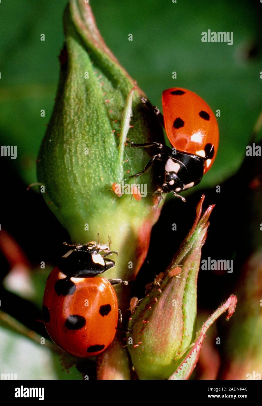 Adult seven-spotted ladybird Coccinella 7- punctata, sitting on the ...