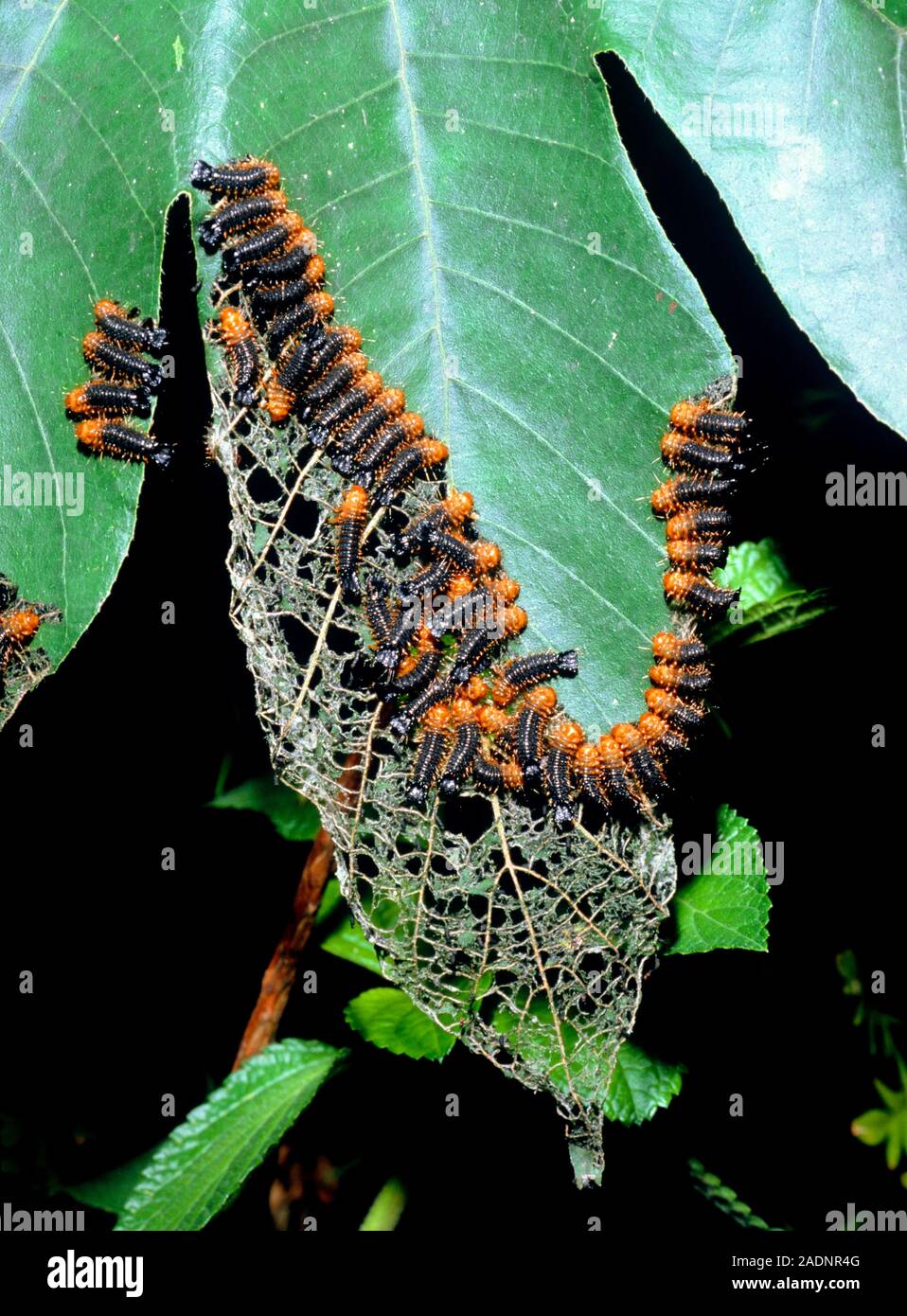 An army of leaf beetle larvae munching their way through the leaf of a ...