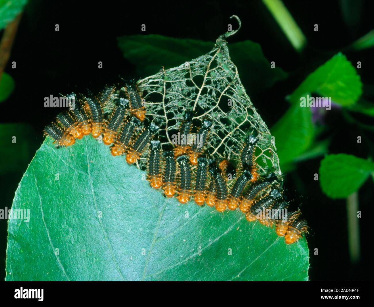 An army of leaf beetle larvae munching their way through the leaf of a ...