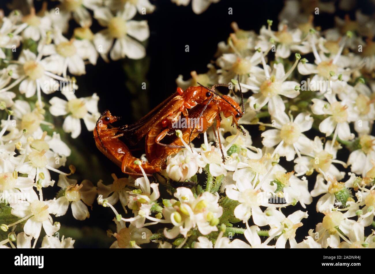 Mating soldier beetles, Rhagonychafulia sp. , family Cantharidae. Two ...