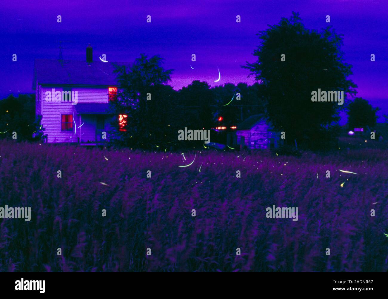 Fireflies (visible as faint streaks of green light) gathered over a ...