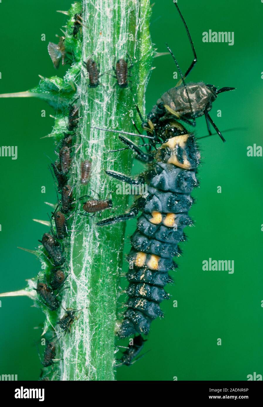 A larva of the seven-spotted" ladybird beetle Coccinella septempunctata ...