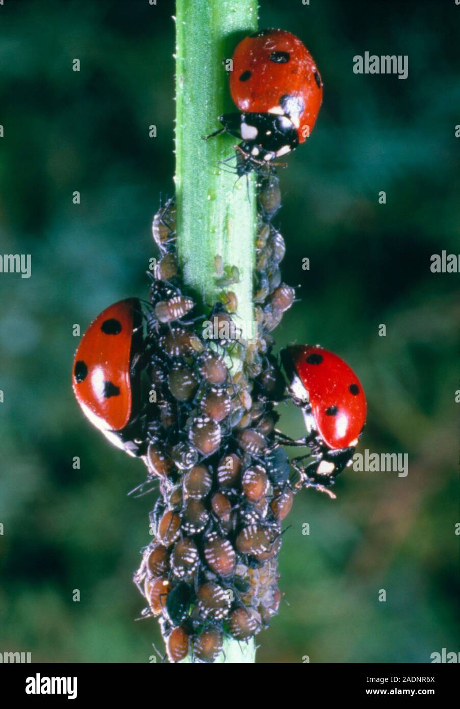 Three seven-spot" ladybird beetles Coccinella septempunctata, feeding ...