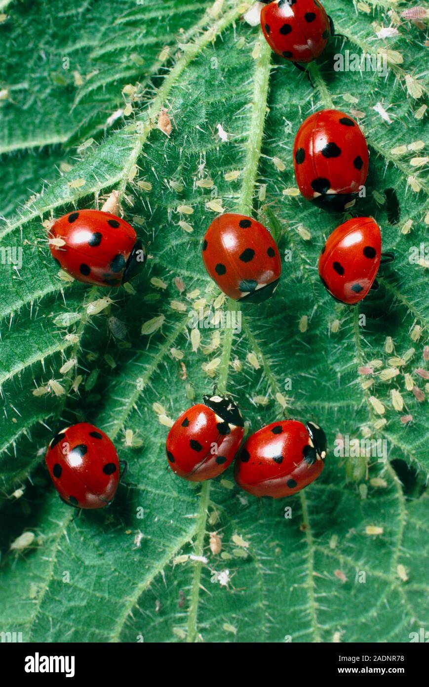 Ladybirds eating aphids. Seven-spot ladybird beetle Coccinella ...