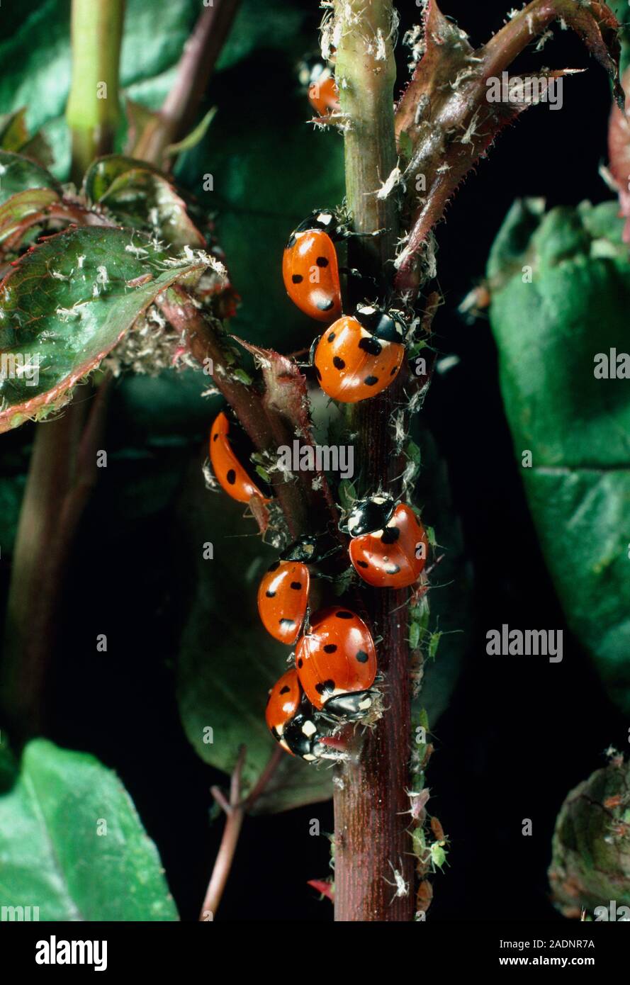 Ladybirds eating aphids. Seven-spot ladybird beetle Coccinella ...