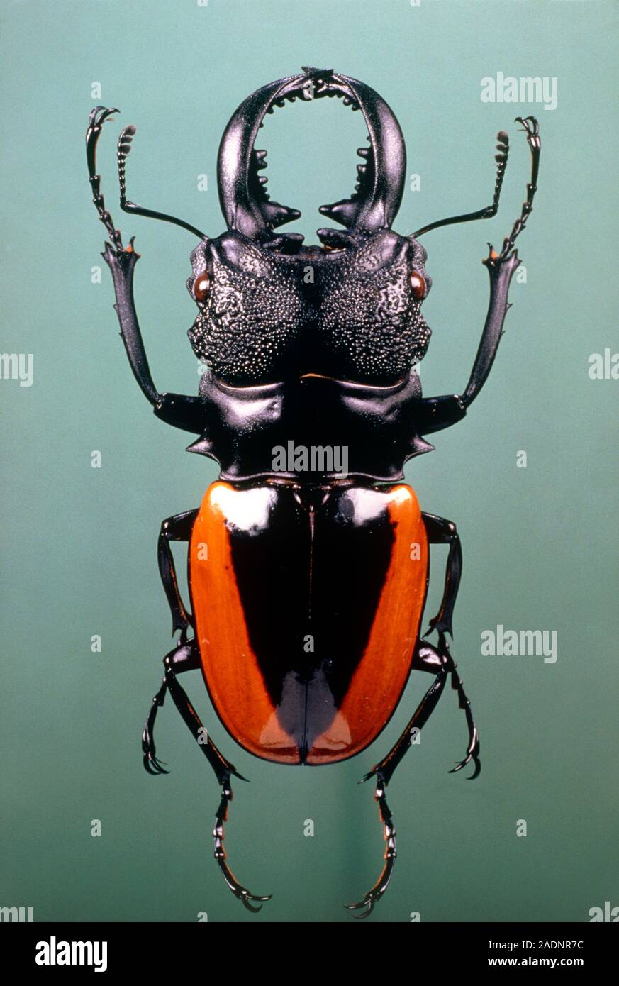 Stag beetle (Odontolabis wollastoni) from Sumatra, Indonesia. Stag ...