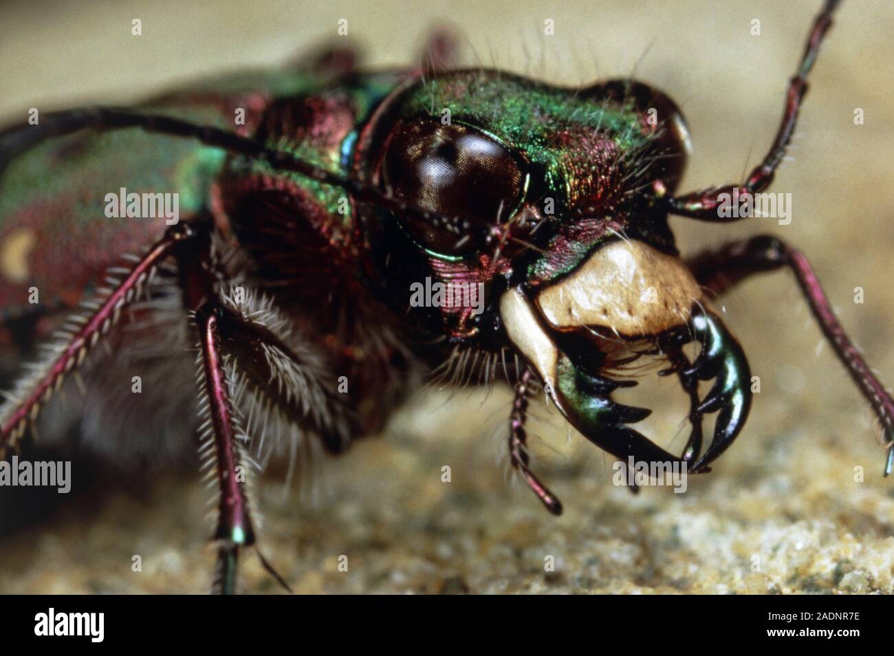 Tiger beetle. Macrophotograph of the head of the tiger beetle Cicindela ...