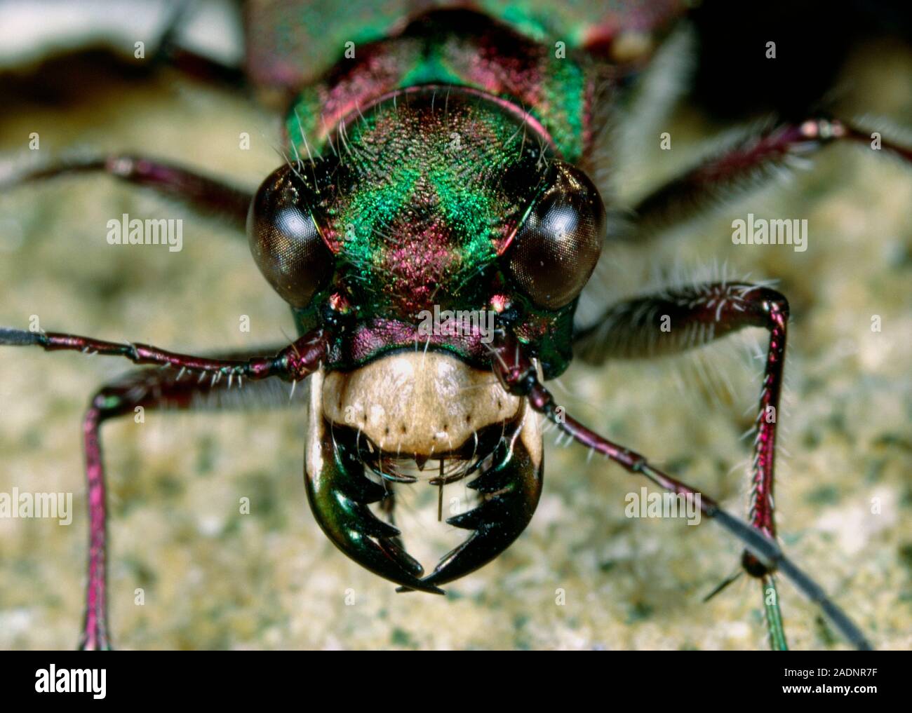 Tiger beetle. Macrophotograph of the head of the tiger beetle Cicindela campestris. Powerful ...
