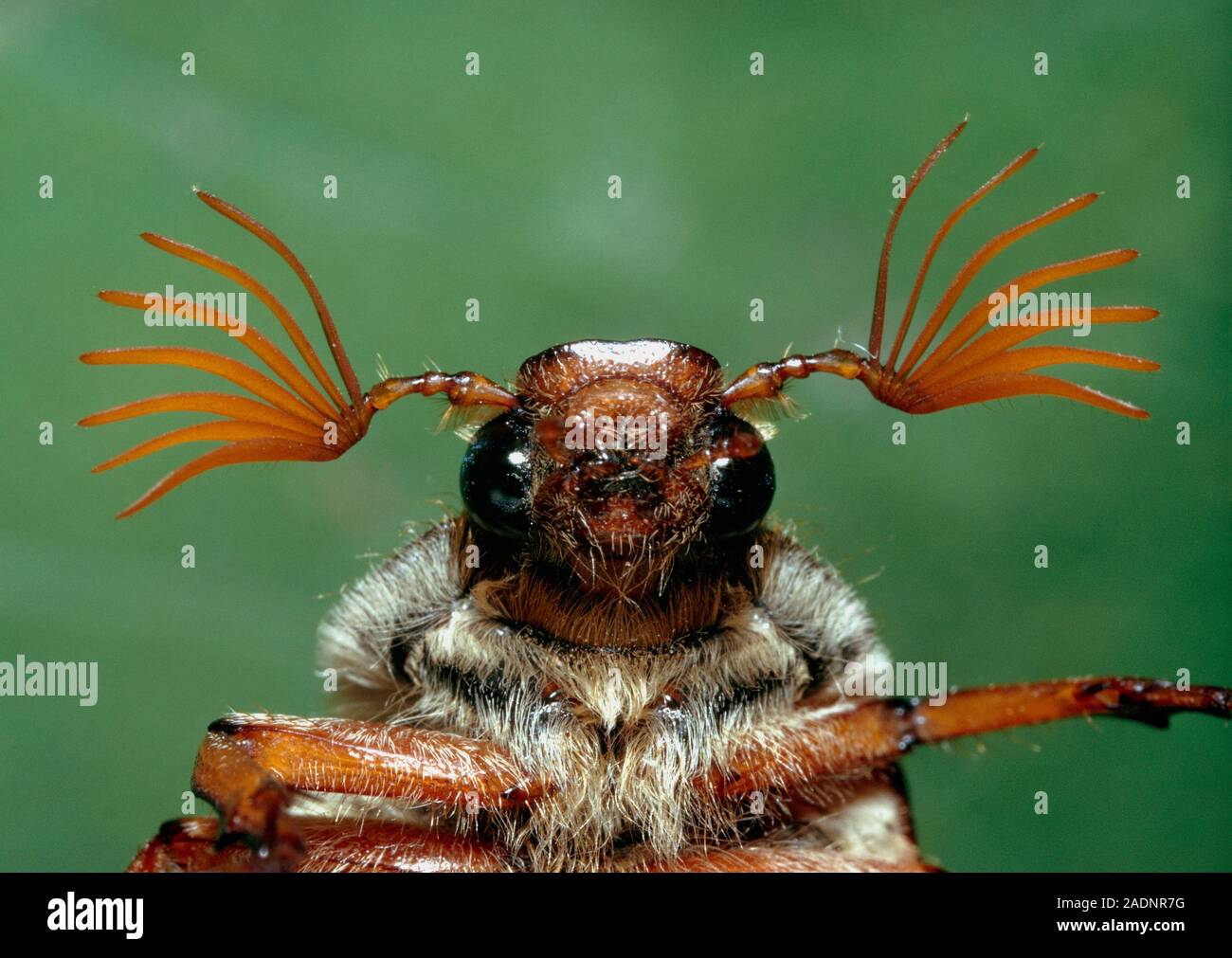 June beetle. Macrophotograph of the head of a male June beetle or ...