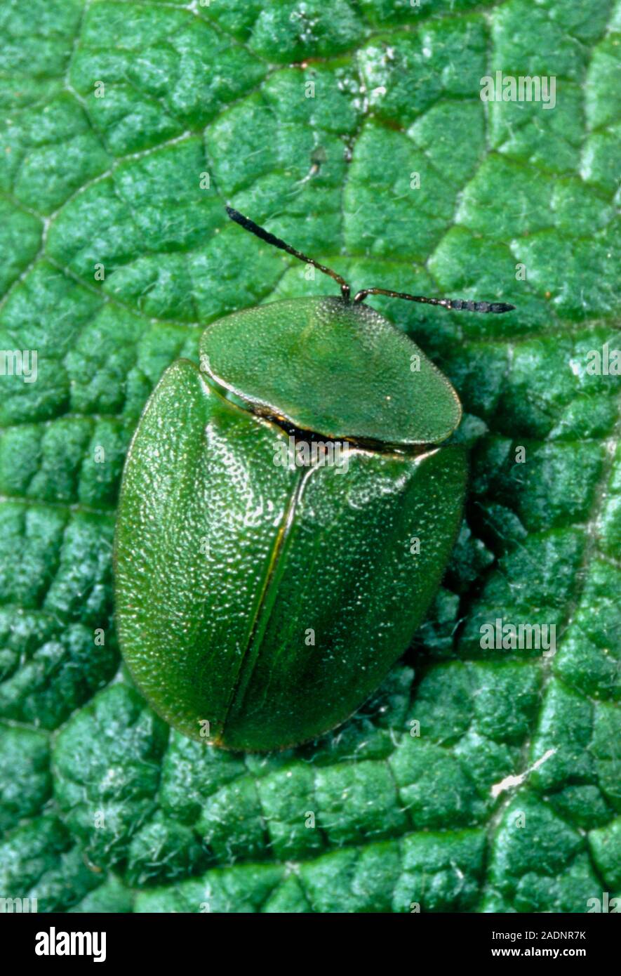 Tortoise beetle. Macrophotograph of a tortoise beetle Cassida viridis ...