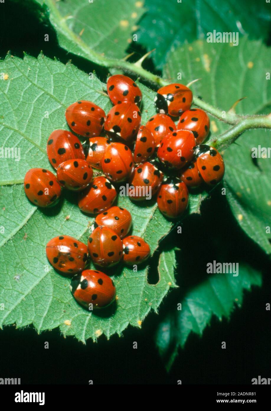 Ladybirds hibernating. Cluster of seven-spot ladybird beetles ...