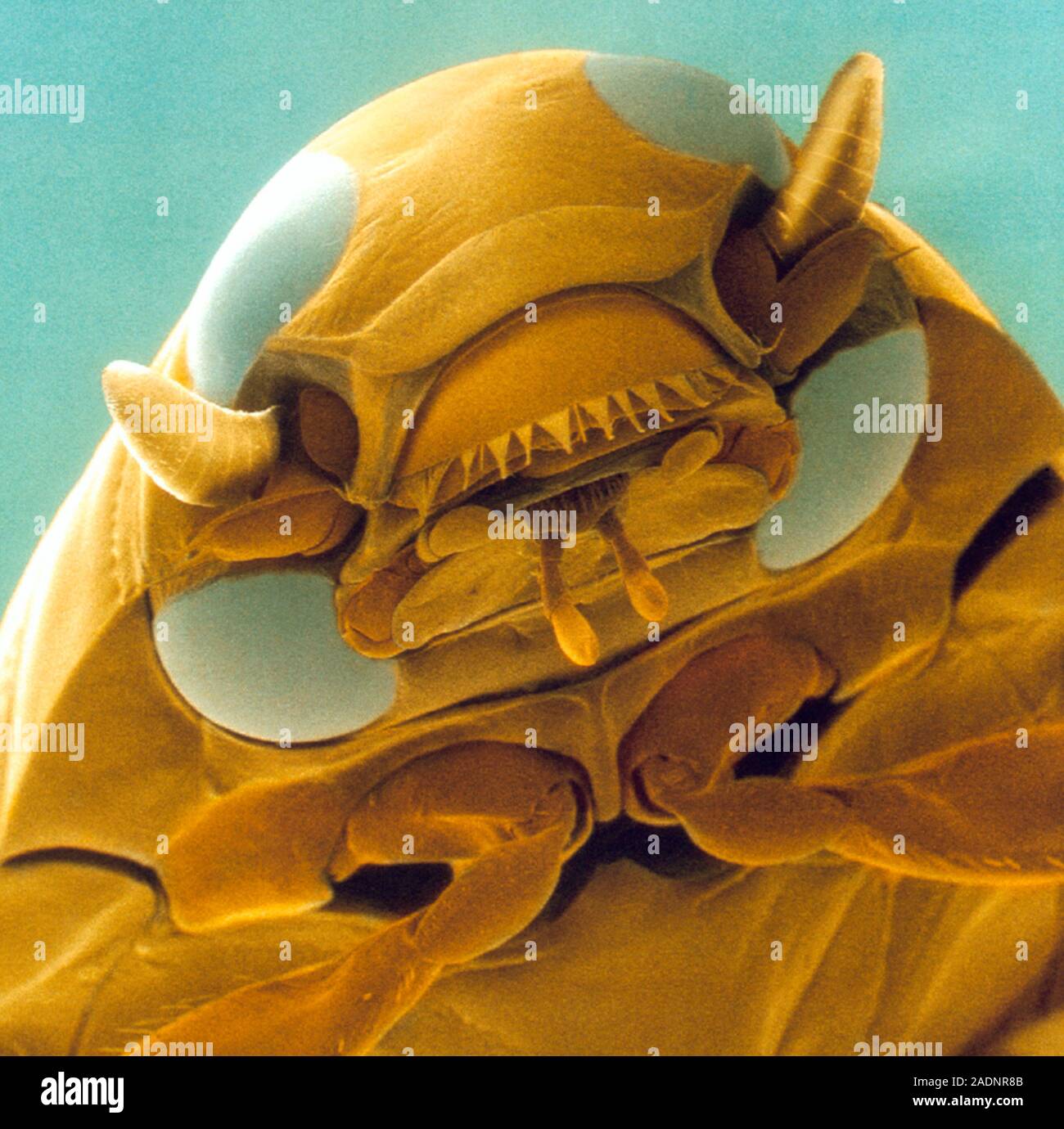 Whirligig beetle. Coloured scanning electron micrograph of the head of ...