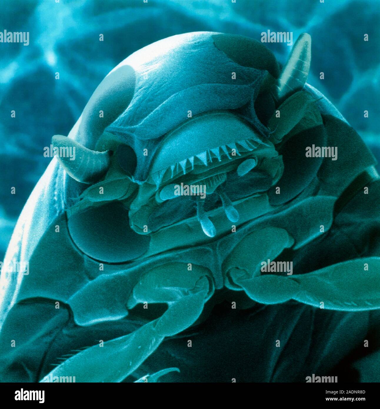 Whirligig beetle. Coloured scanning electron micrograph of the head of ...