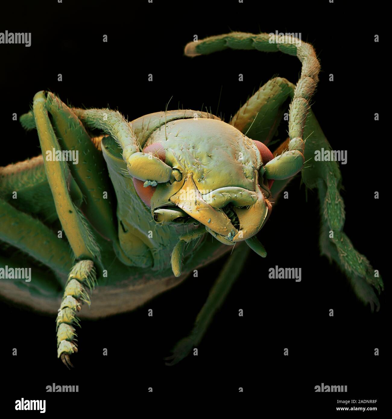 Bombardier beetle. Coloured Scanning Electron Micrograph (SEM) of a ...