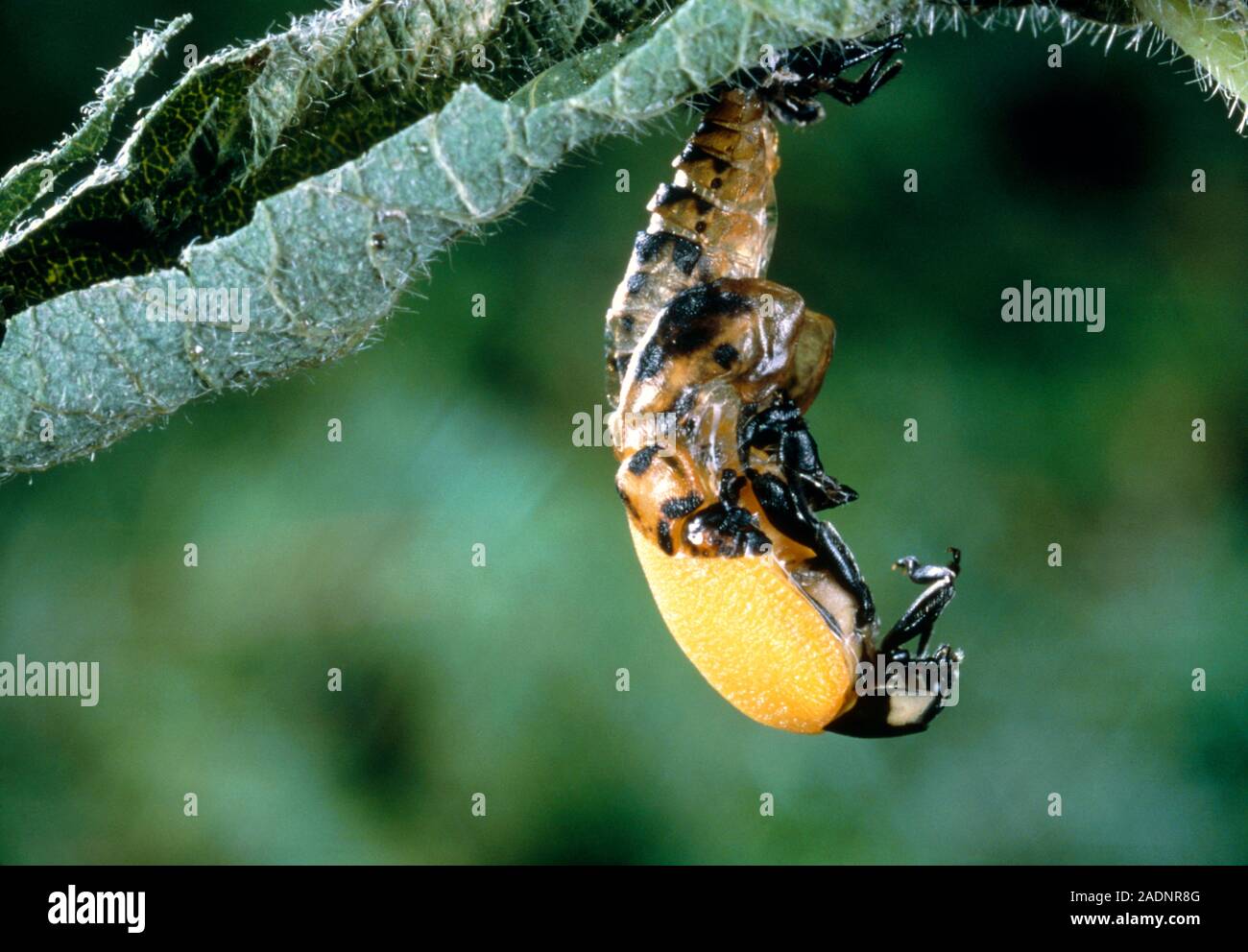 Ladybird metamorphosis (first of 6 images). Macro- photograph of a ...
