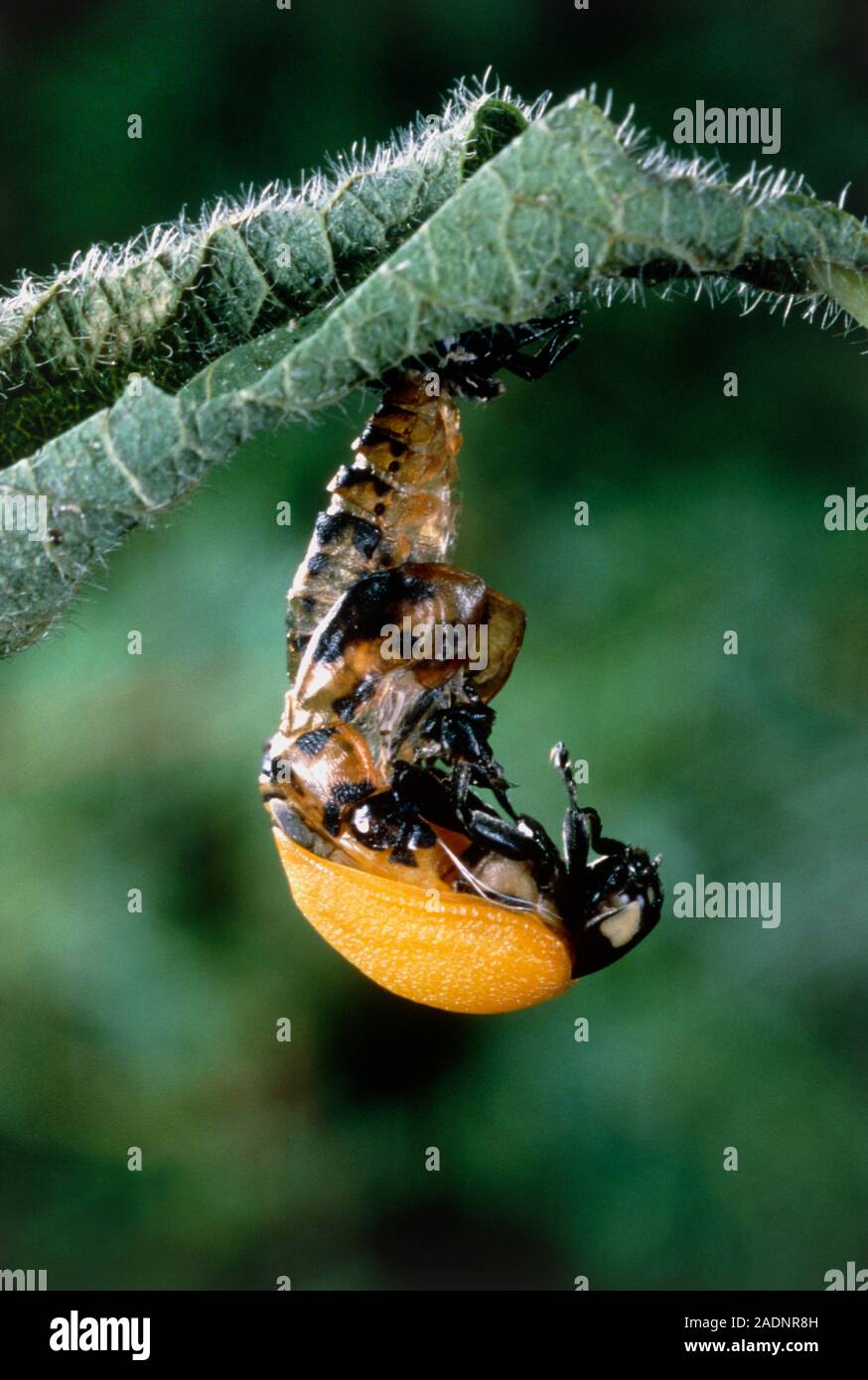 Ladybird metamorphosis (second of 6 images). Macrophotograph of a seven ...