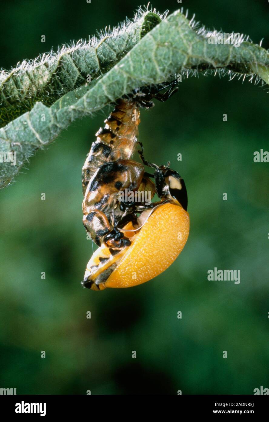 Ladybird metamorphosis (third of 6 images). Macrophotograph of a seven ...