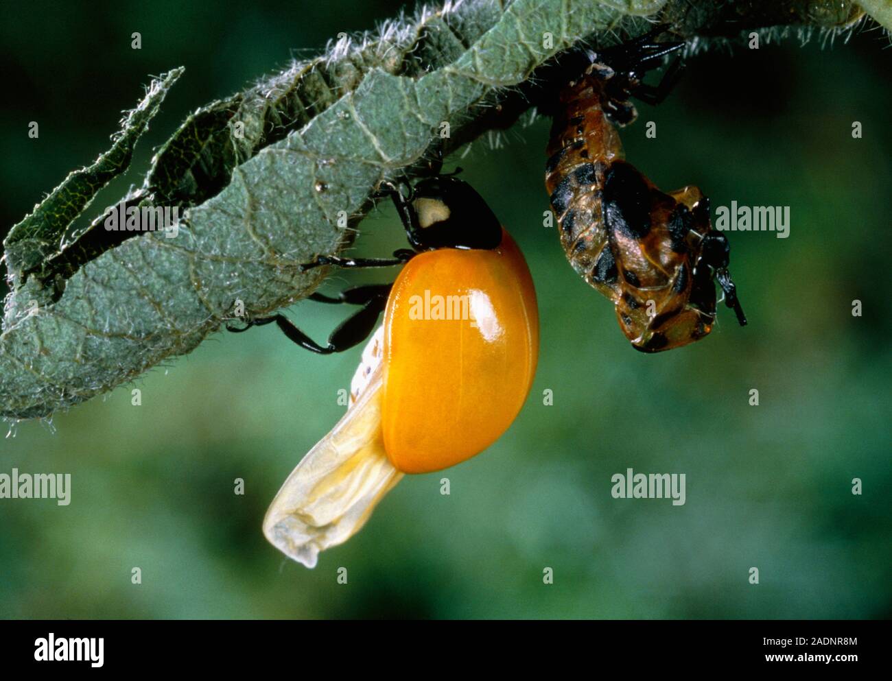 Ladybird metamorphosis (fifth of 6 images). Macro- photograph of a ...