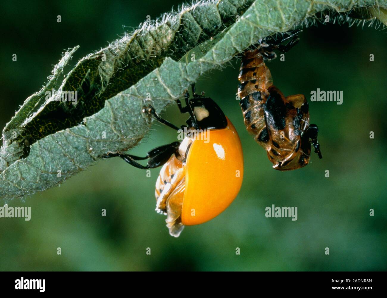 Ladybird metamorphosis (fourth of 6 images). Macrophotograph of a seven ...