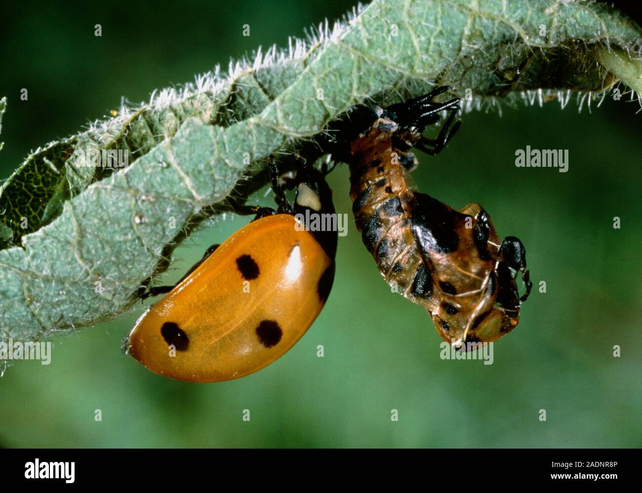 Ladybird metamorphosis (sixth of 6 images). Macrophotograph of a seven ...