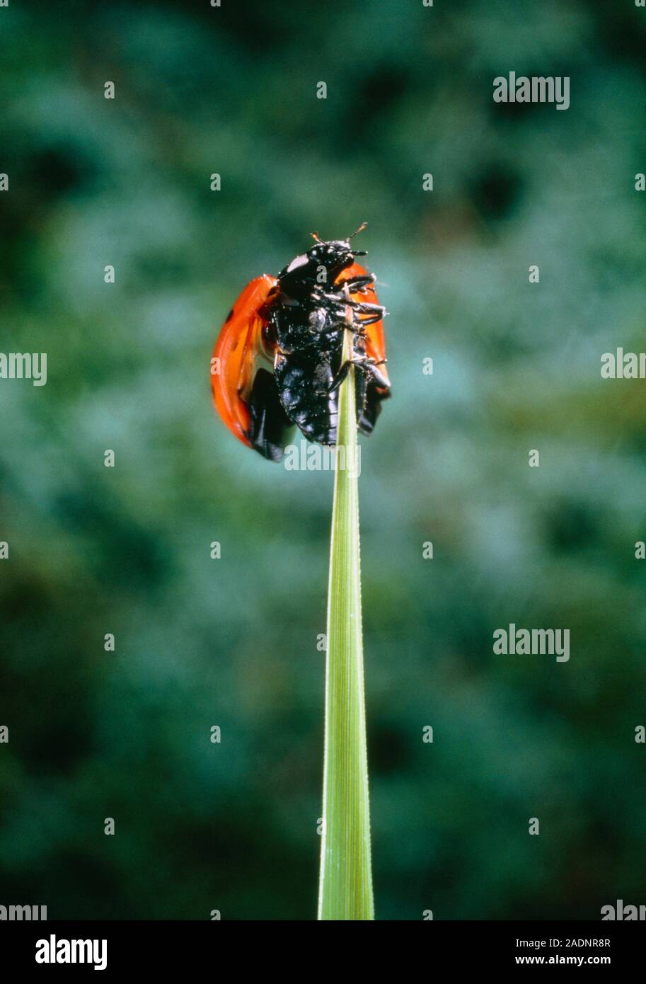 Ladybird flight takeoff (first of four images). Macrophotograph of a ...