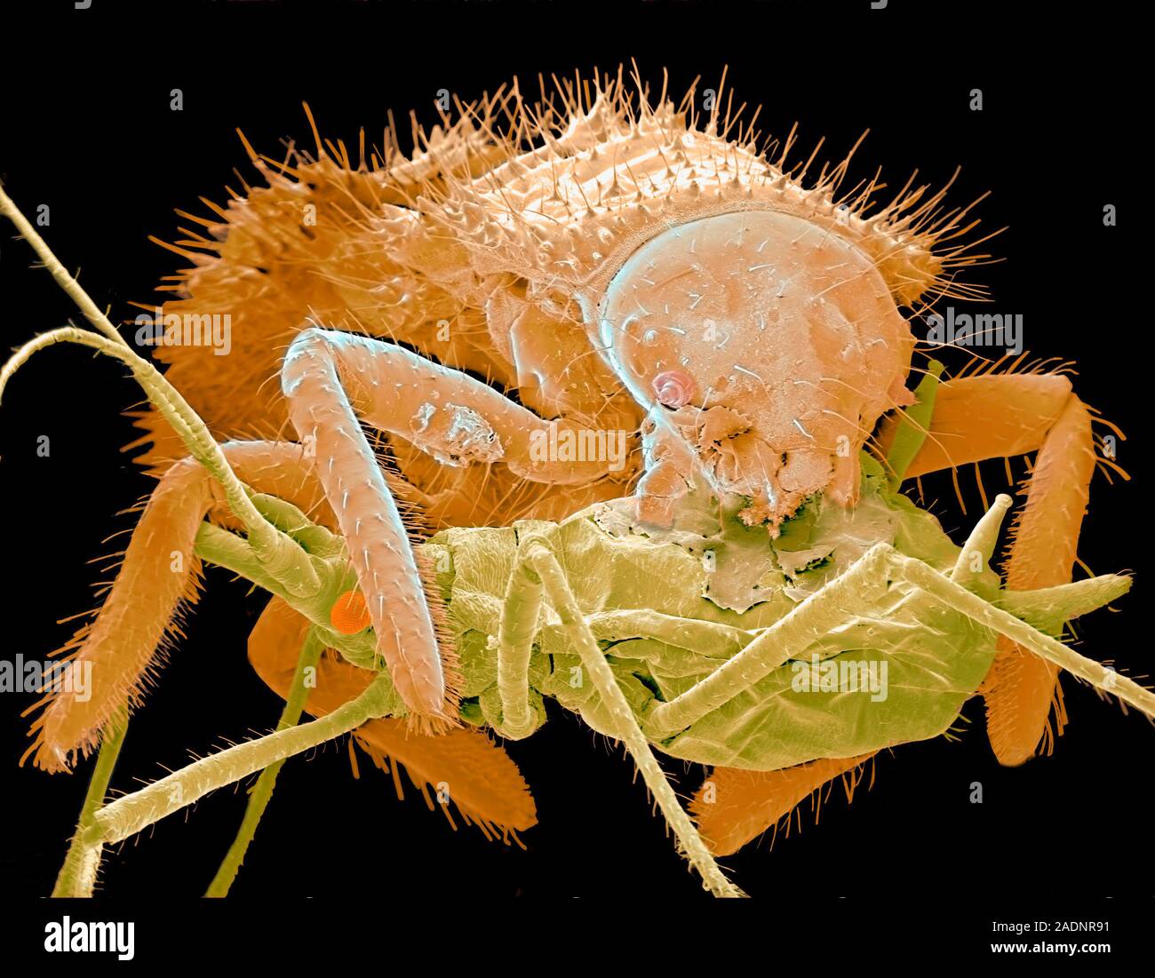 Ladybird larva eating aphid. Coloured scanning electron micrograph (SEM ...