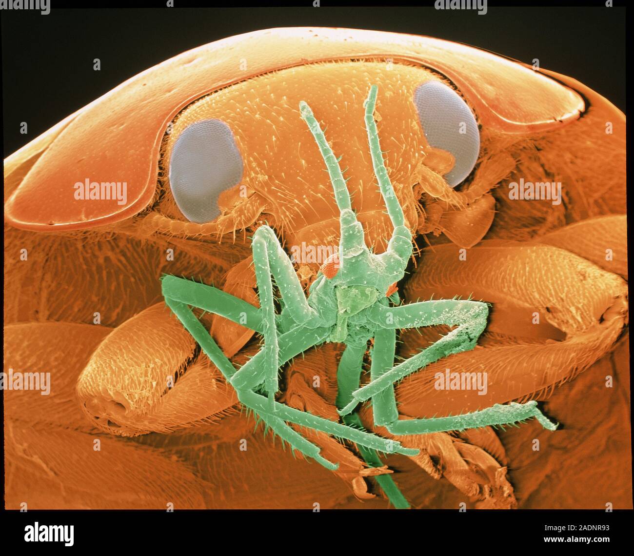 Ladybird eating aphid. Coloured scanning electron micrograph (SEM) of a ...