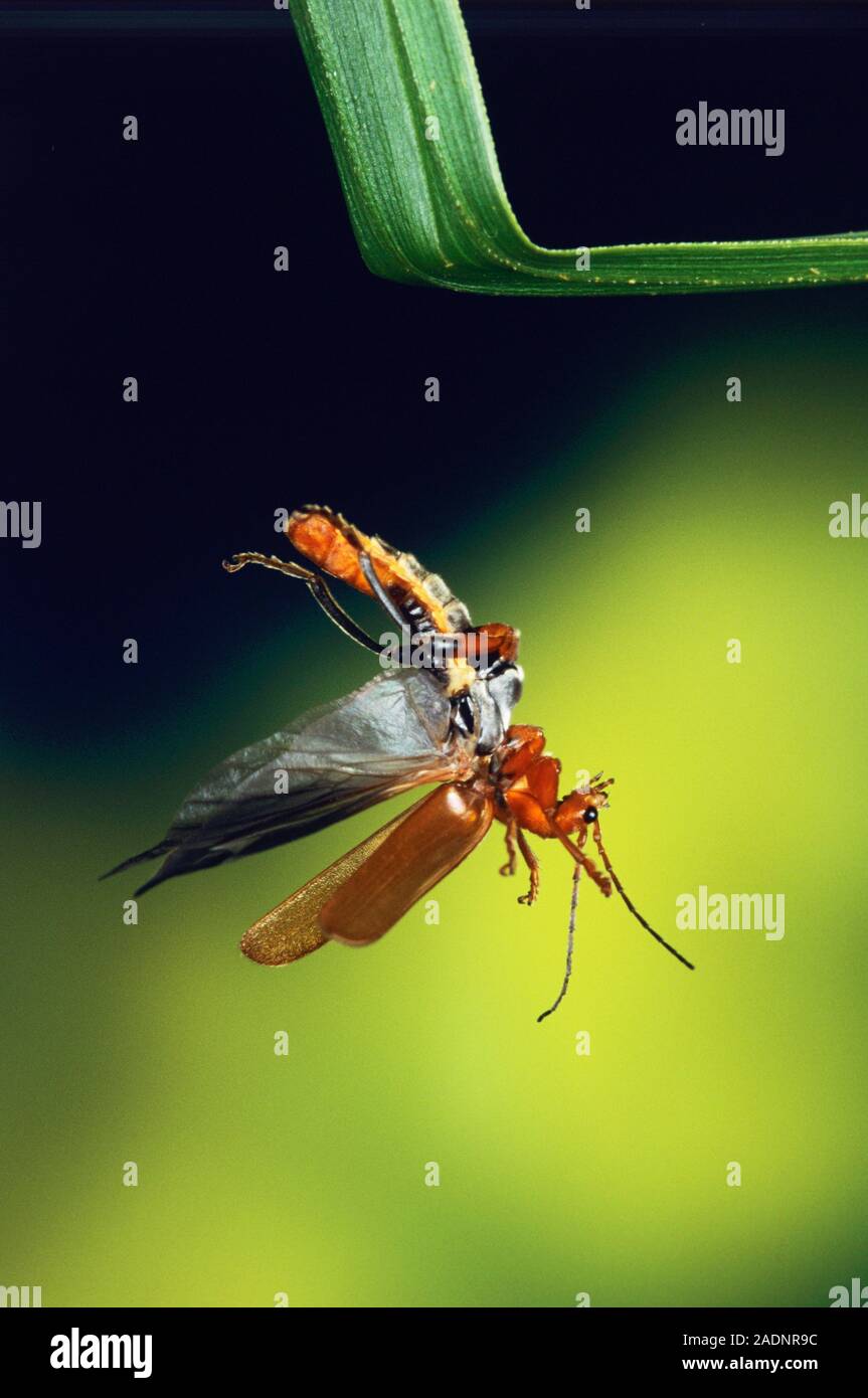 Soldier beetles. High-speed photograph of a soldier beetle (Cantharis ...