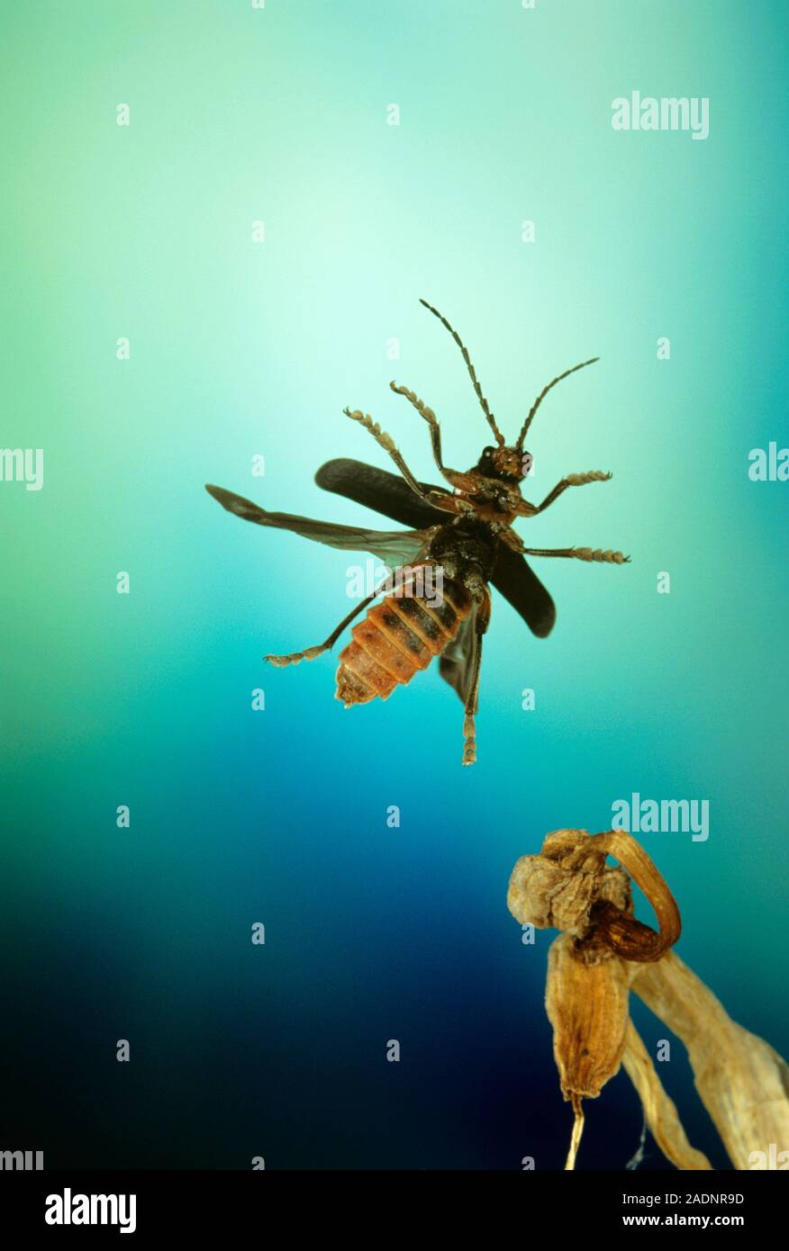 Soldier beetles. High-speed photograph of a soldier beetle (Cantharis ...