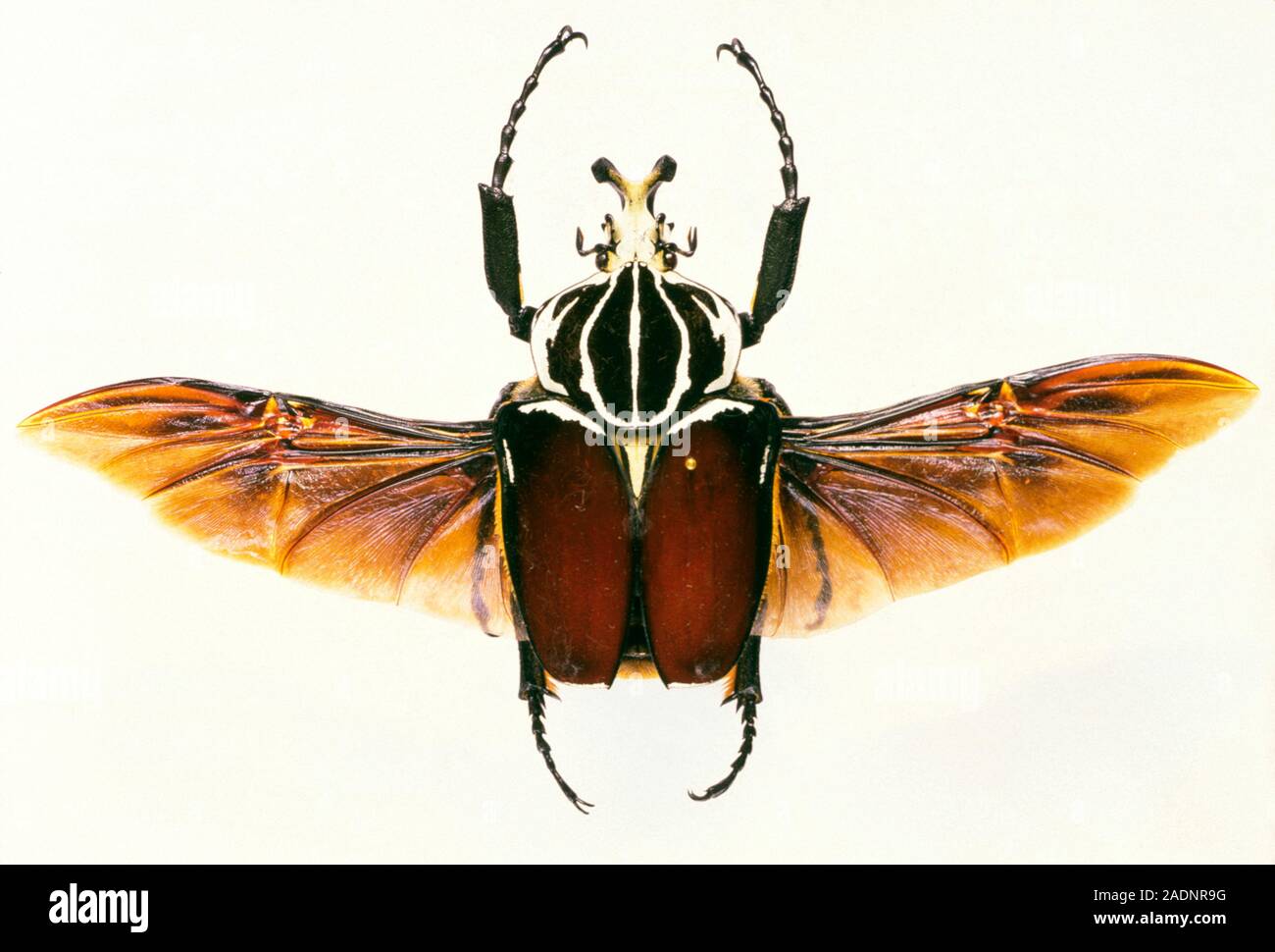 Goliath beetle. View of a Goliath beetle (Goliathus sp.). This is a ...