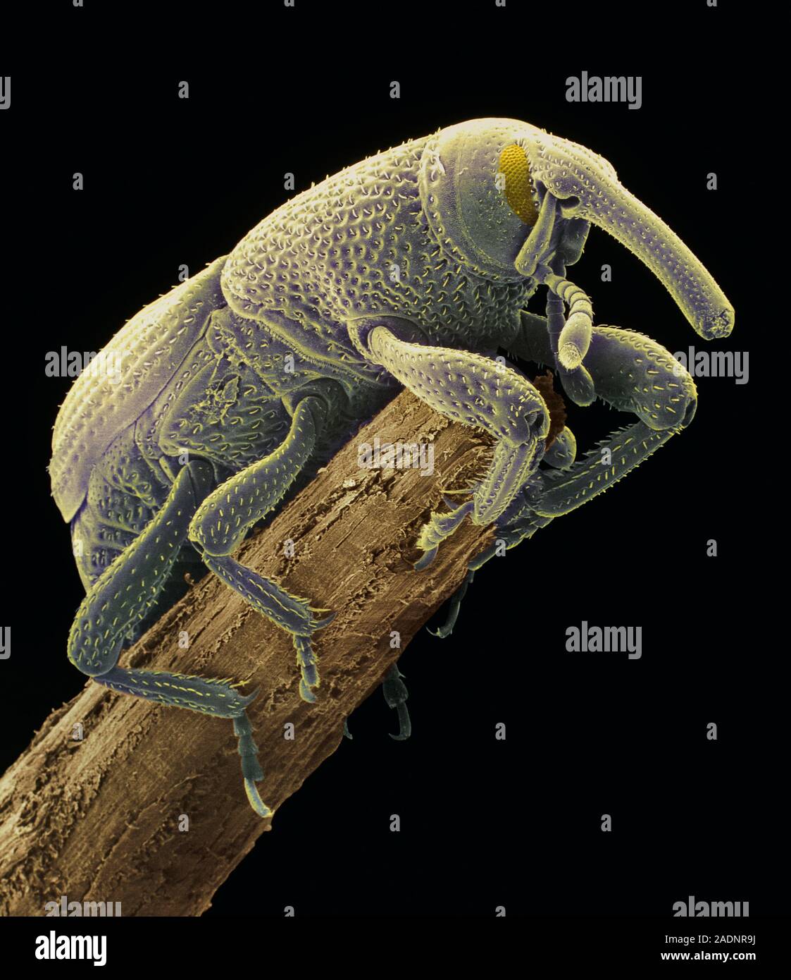 Grain weevil. Coloured scanning electron micro- graph (SEM) of a grain ...