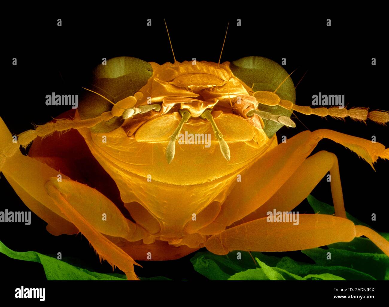 Garden ground beetle. Coloured scanning electron micrograph (SEM) of ...