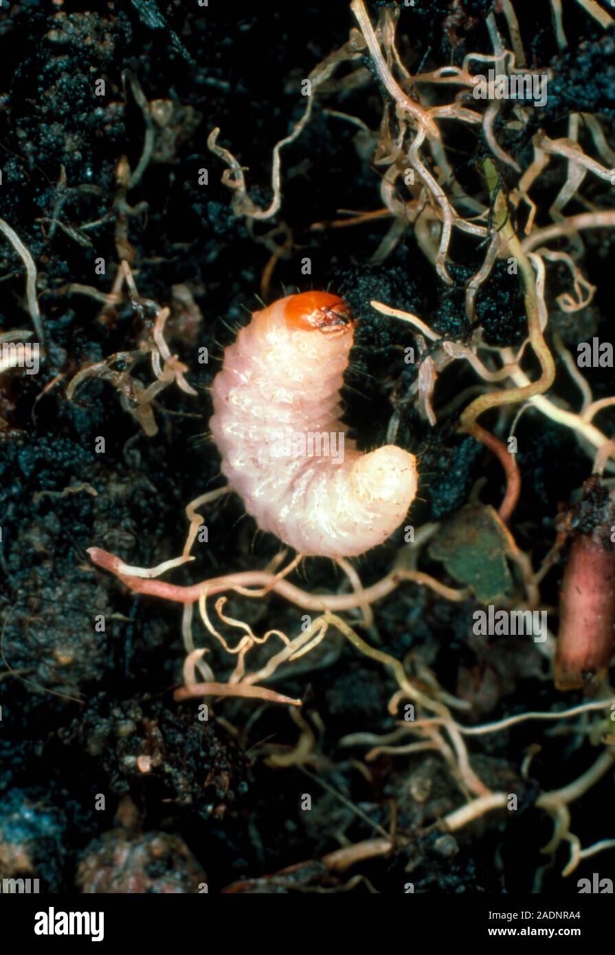 Vine weevil larva. Macrophotograph of the larva of a vine weevil ...