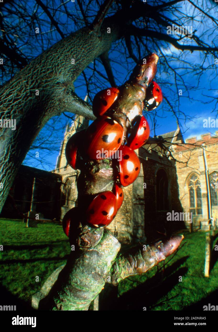 Ladybirds. Insect-eye view of several seven-spot ladybirds (Coccinella ...