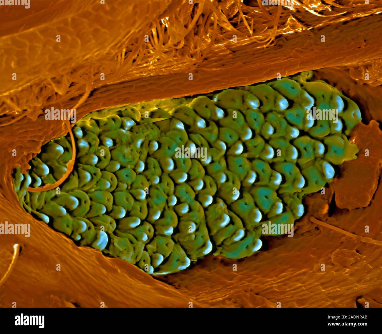 Beetle's fire-detecting sensors. Coloured scanning electron micrograph ...