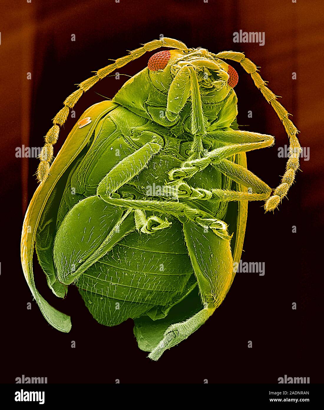 Beetle. Coloured scanning electron micrograph (SEM) of an unidentified ...