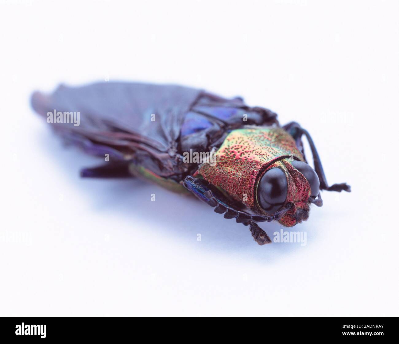 Beetle (order Coleoptera Stock Photo - Alamy
