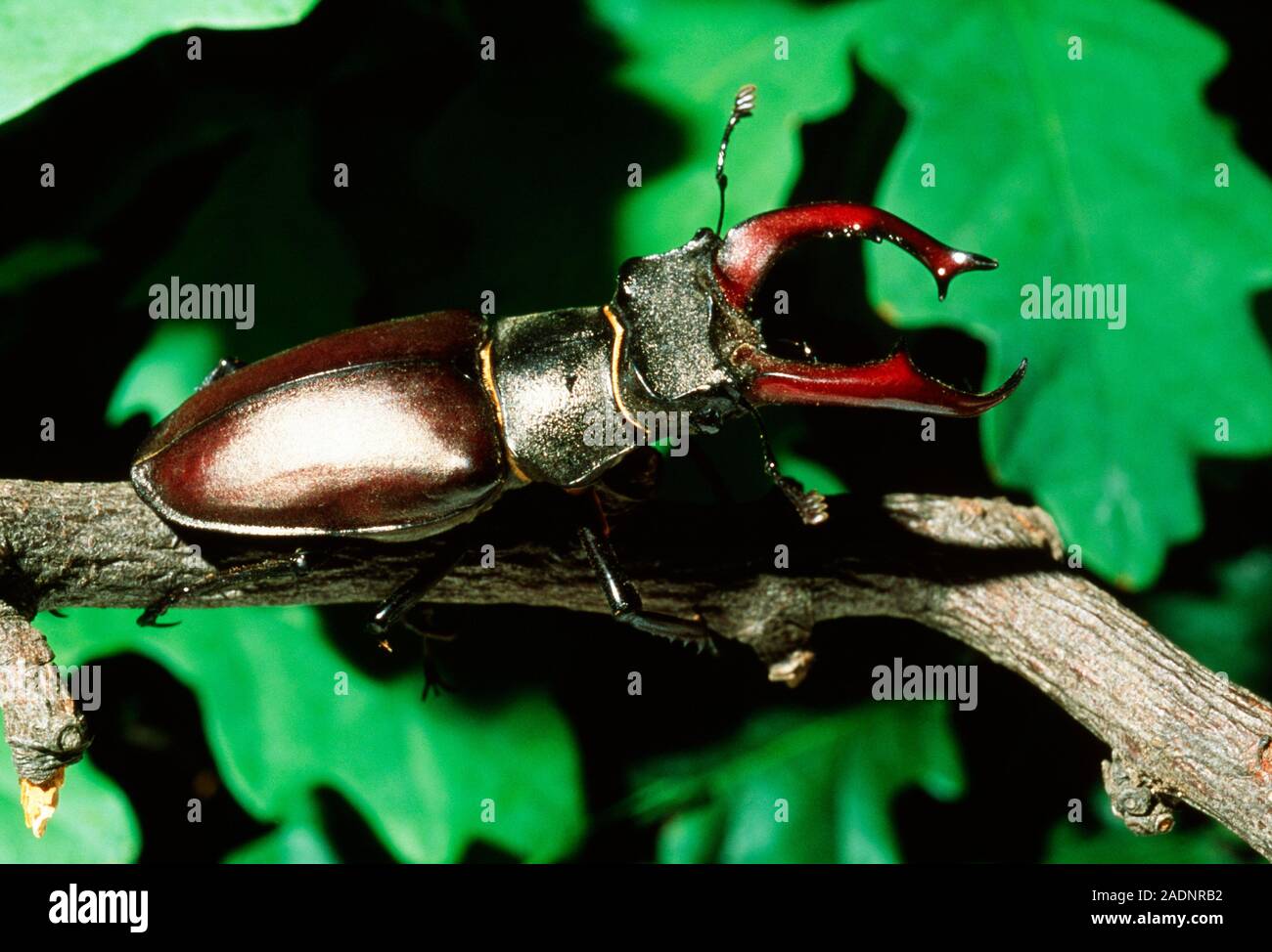 Stag beetle. The male stag beetle (Lucanus cervus) has large antler ...