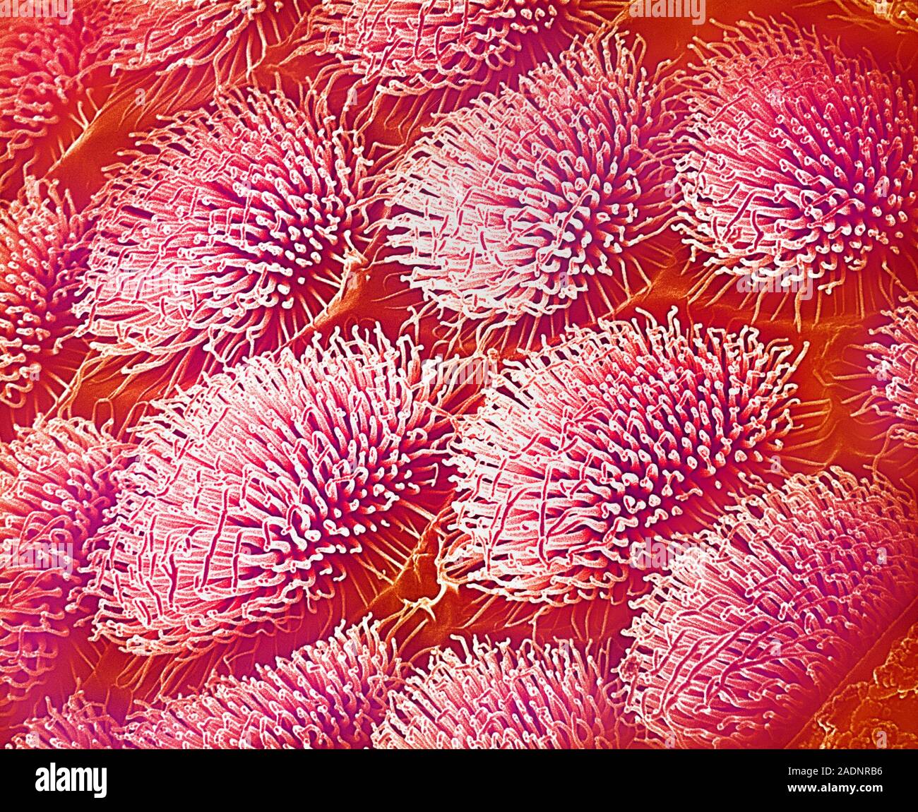 Weevil. Coloured scanning electron micrograph (SEM) of the surface of ...