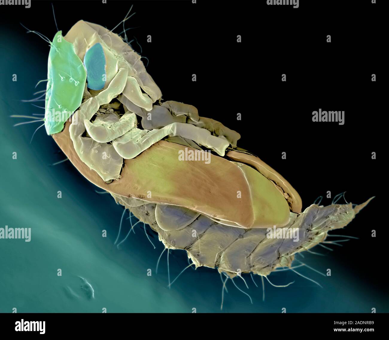 Ham beetle (Necrobia sp.) larva, coloured scanning electron micrograph ...
