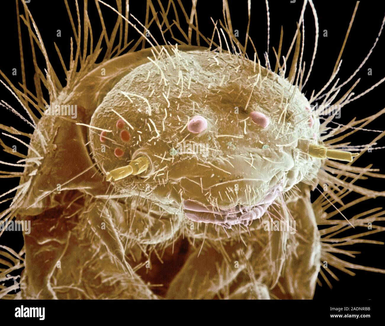 Larder beetle (Dermestes lardarius) larva head, coloured scanning ...