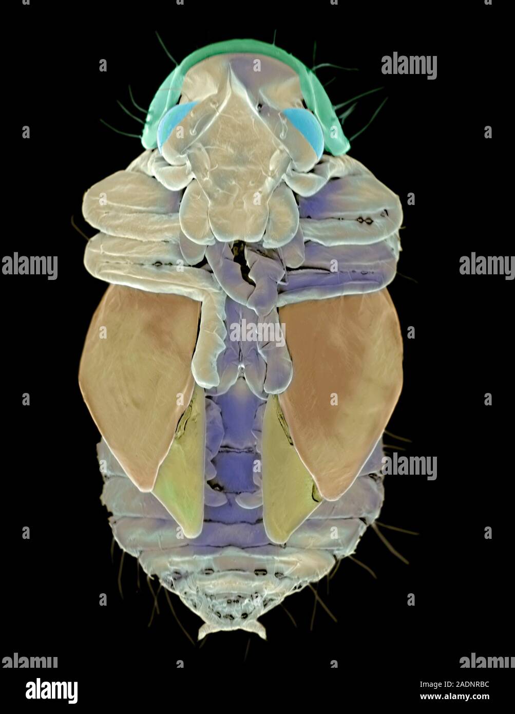 Ham beetle (Necrobia sp.) larva, coloured scanning electron micrograph ...