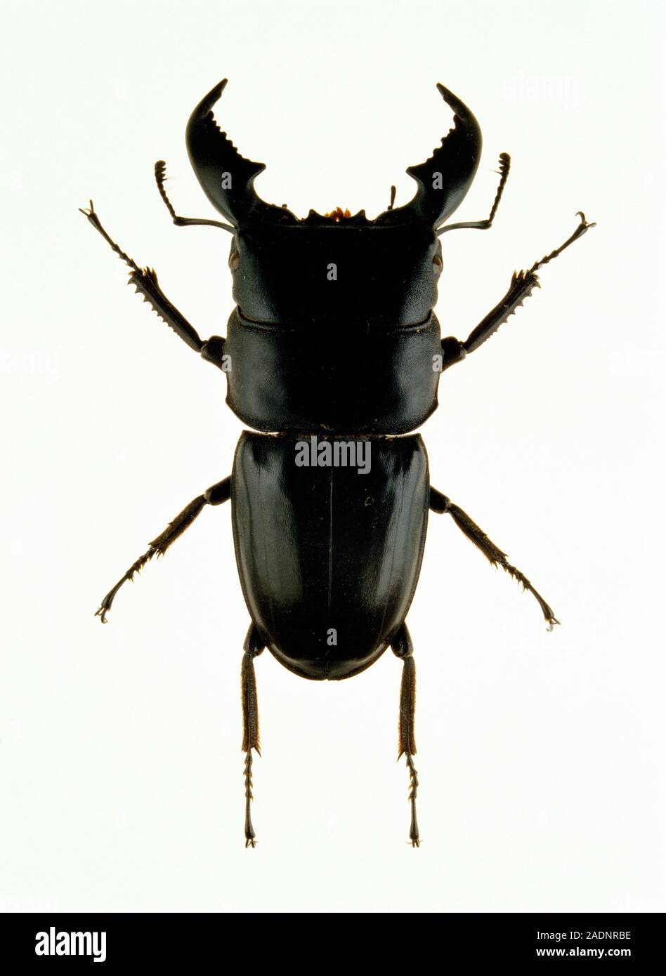 Sumatran stag beetle (Dorcus titanus). This beetle has large antler ...