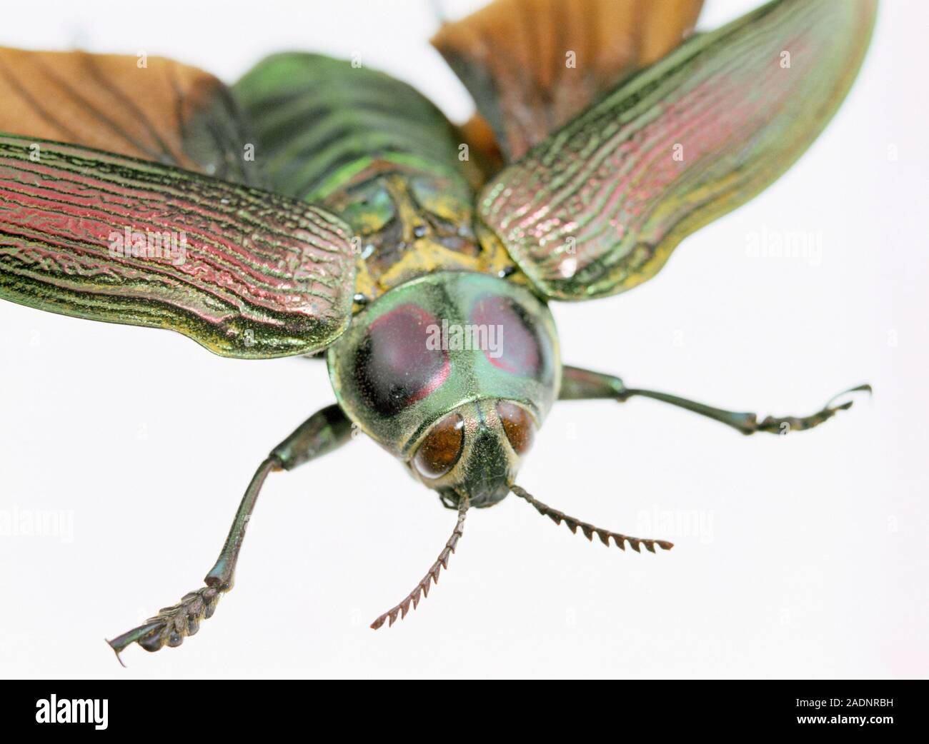 Metallic wood-boring beetle (Euchroma gigantea). This insect has an ...