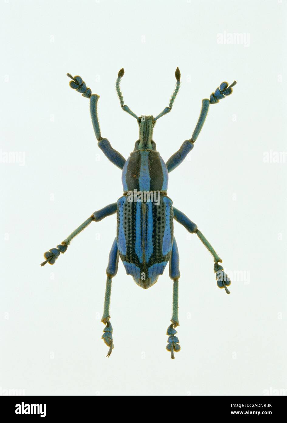 Painted weevil (Eupholus bennetti). Weevils, also known as snout ...