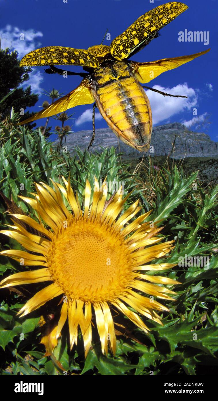 Jewel beetle in flight. Jewel beetle (family Buprestidae) flying over a ...