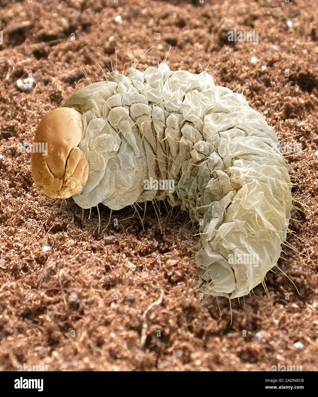 Black vine weevil larva (Otiorhynchus sulcatus), coloured scanning ...