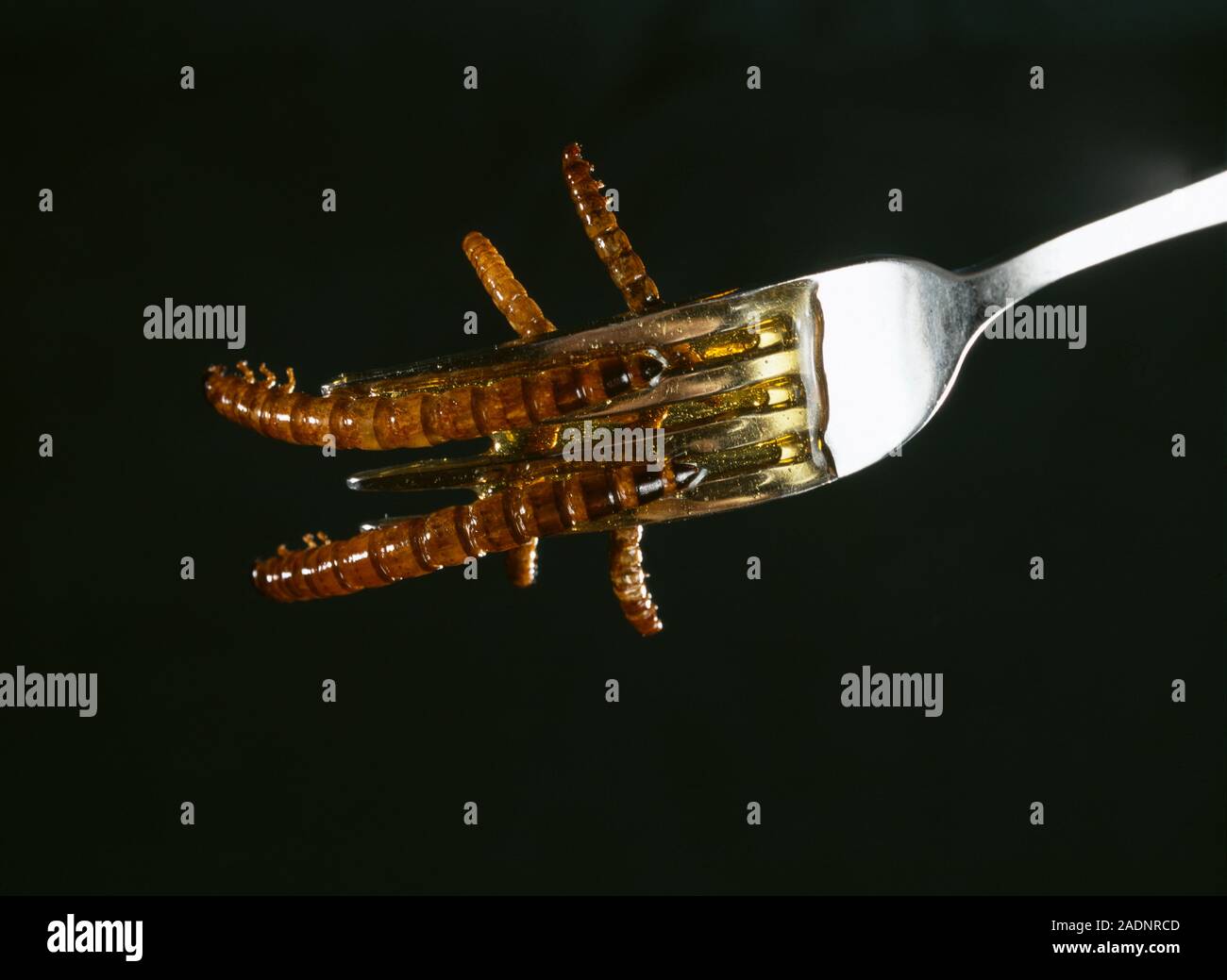 Mealworms on a fork. Sauteed yellow mealworm larvae (Tenebrio molitor ...